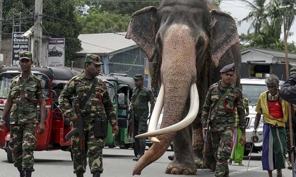 Sri Lanka's tallest celebrity elephant has his own armed guards. Here's why