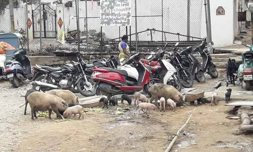 Pigs menace continues to be major concern