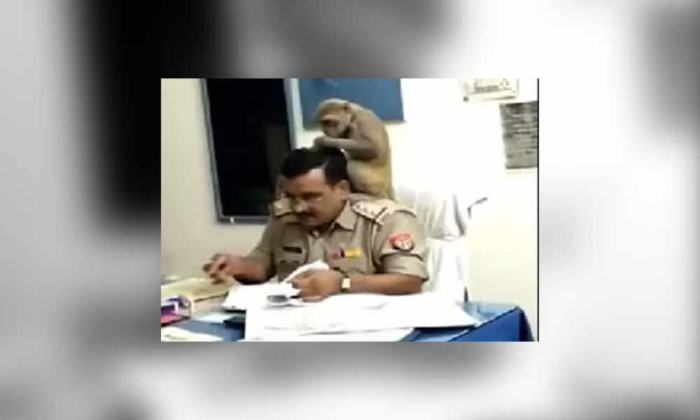 Monkey Sits On Police Officer's Shoulder: Watch this Video
