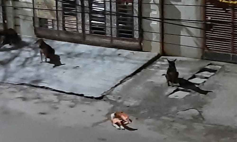Stray dog menace at Gandhi Nagar