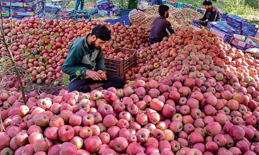 J&K government purchases 1.34 lakh apple boxes from south Kashmiri ...