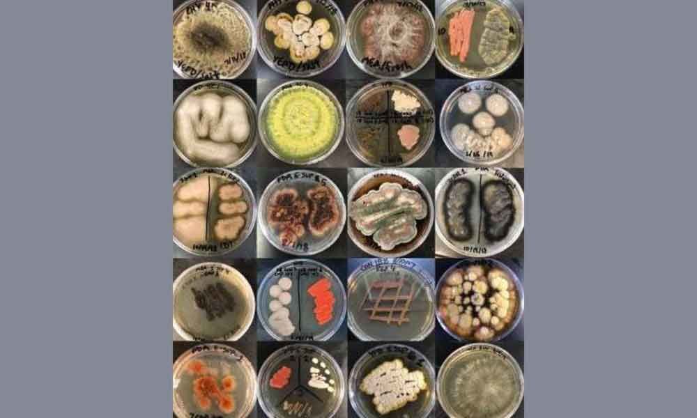 Marine fungi with unconventional reproduction cycles found