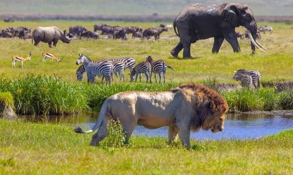 Competing species help each other out as 'frenemies': Study