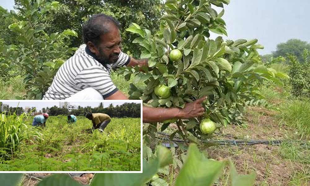 Organic Farming: Important steps and marketing techniques to fetch the ...