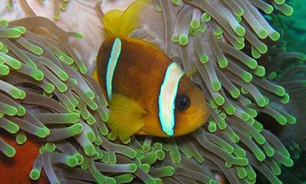 'Nemo' fish can see UV light and use it to find friends, food: Study