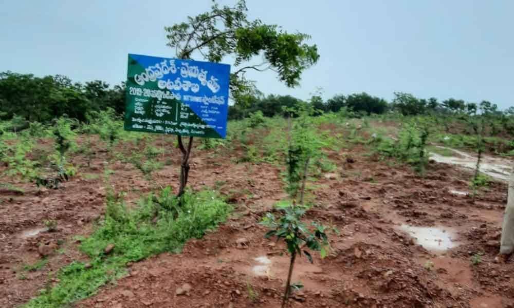 Vijayawada: Action plan to increase forest cover in Krishna chalked out