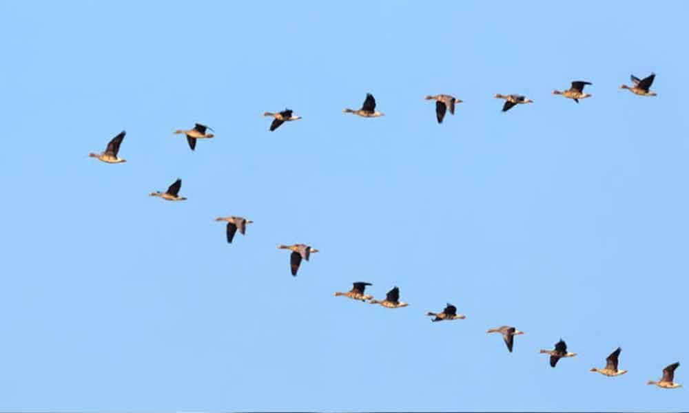 How birds influence each other in coordinated flight decoded