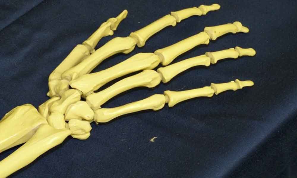 Humans have salamander like the ability to repair their joints: Study