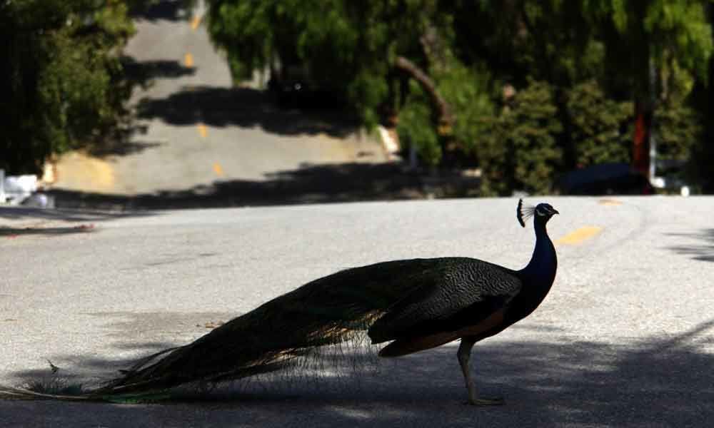 Hyderabad: Dead peacock found on road at SR Nagar