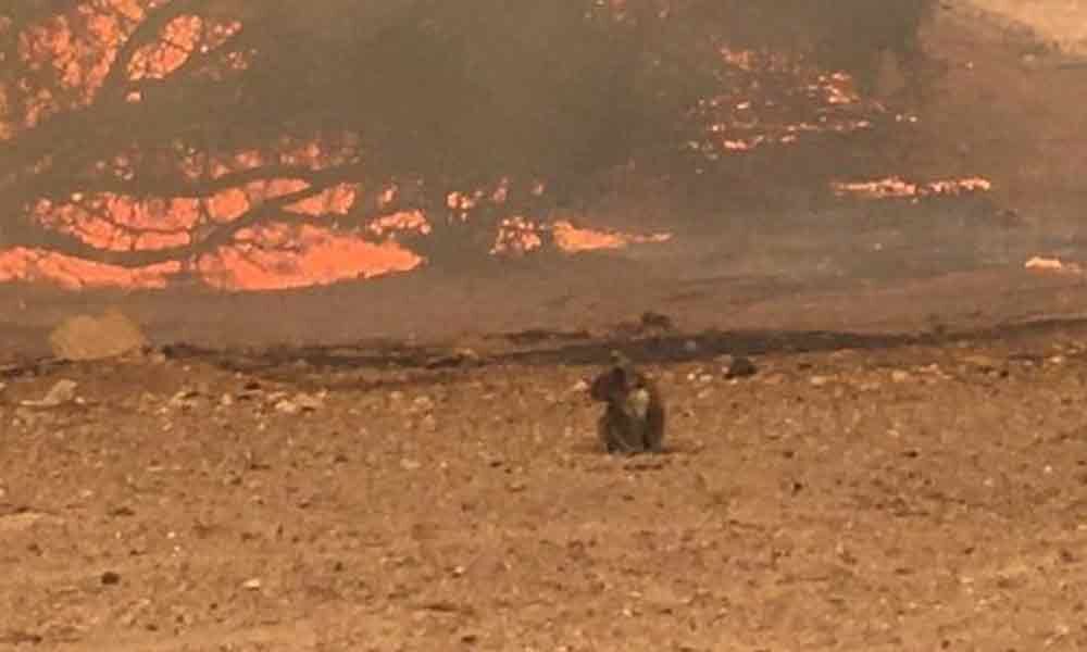 Australian animals face extinction threat as bushfire toll mounts