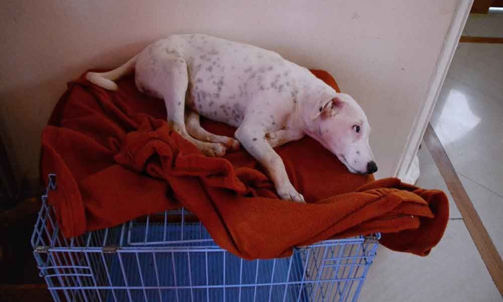 A heaven for deserted animals