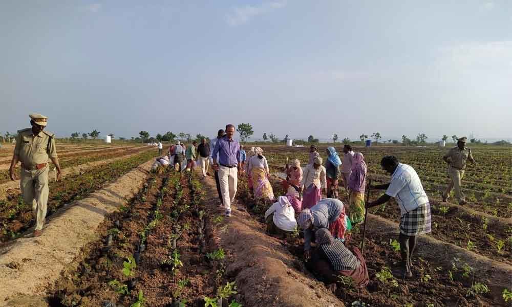 The increasing forest cover in Andhra Pradesh