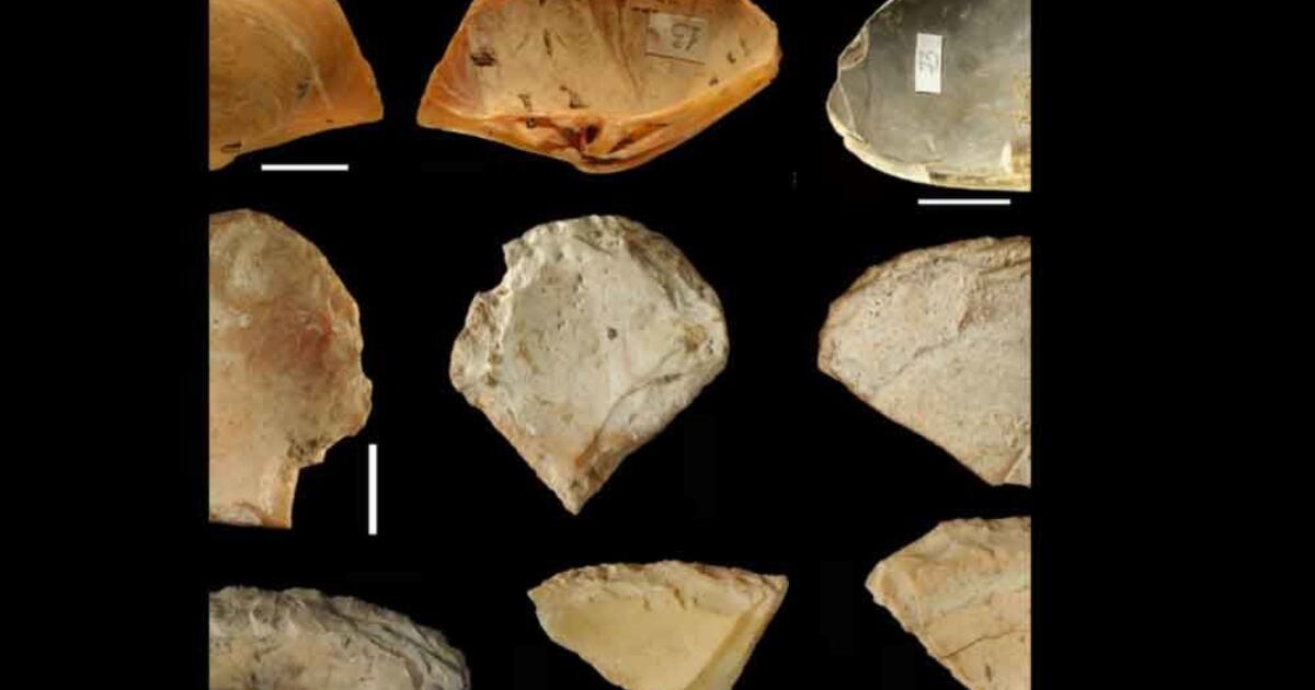 Neanderthals went diving to find shells from the sea floor: Study