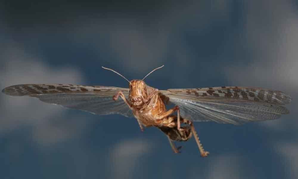 Lessons on how to effectively tackle insect invasions