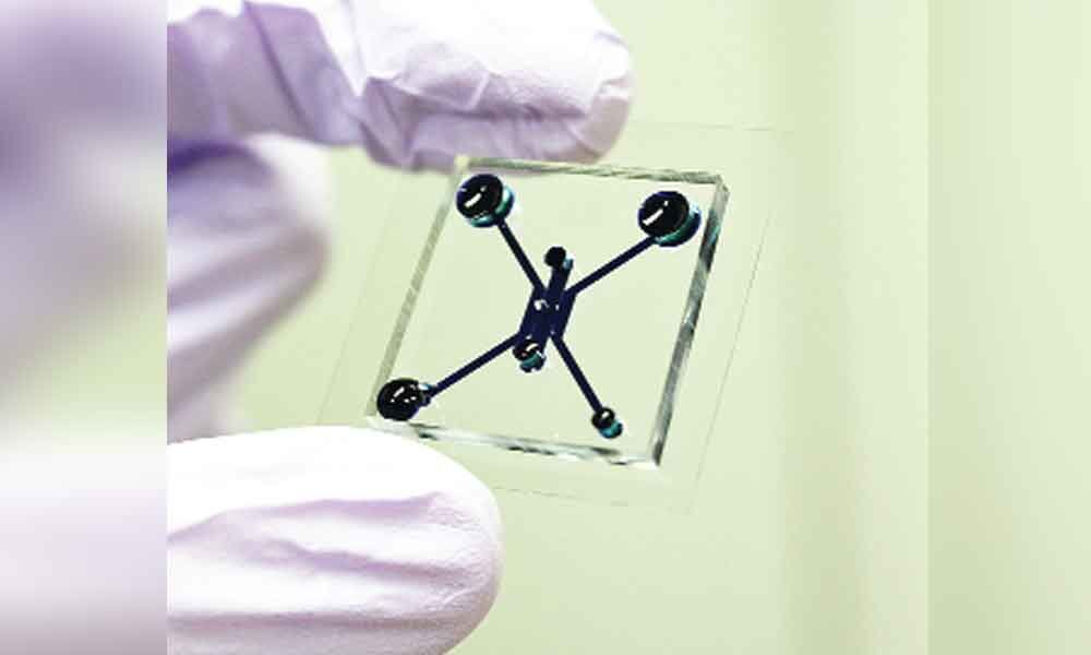 Flexible electronic chip developed, may help build artificial skin