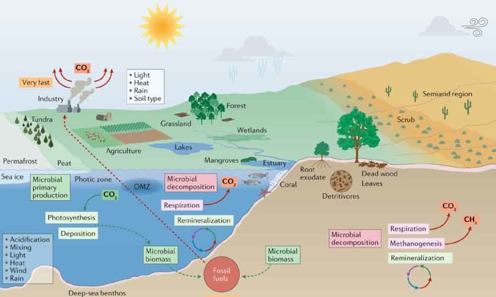 Climate change, humans causing Earth's biodiverse ecosystems to ...