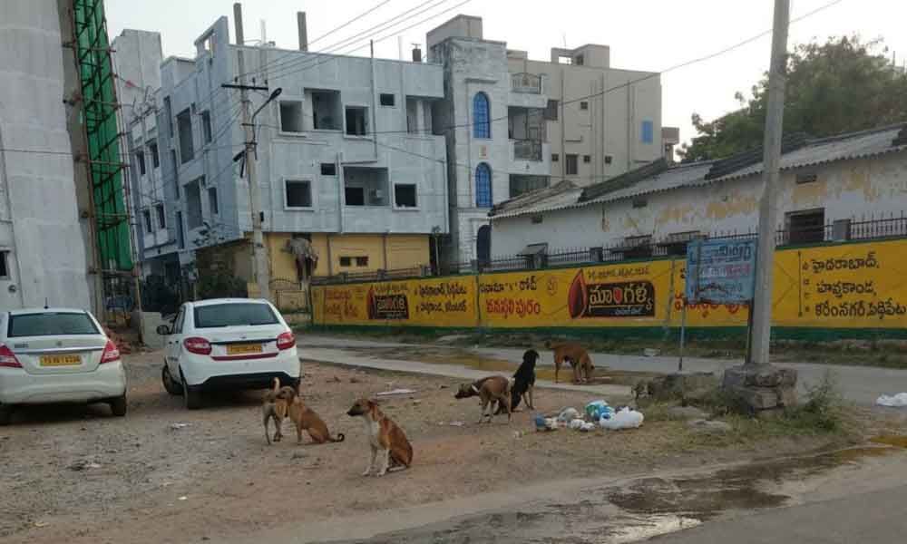 Hyderabad: Stray dog menace in Sowbhagya Nagar