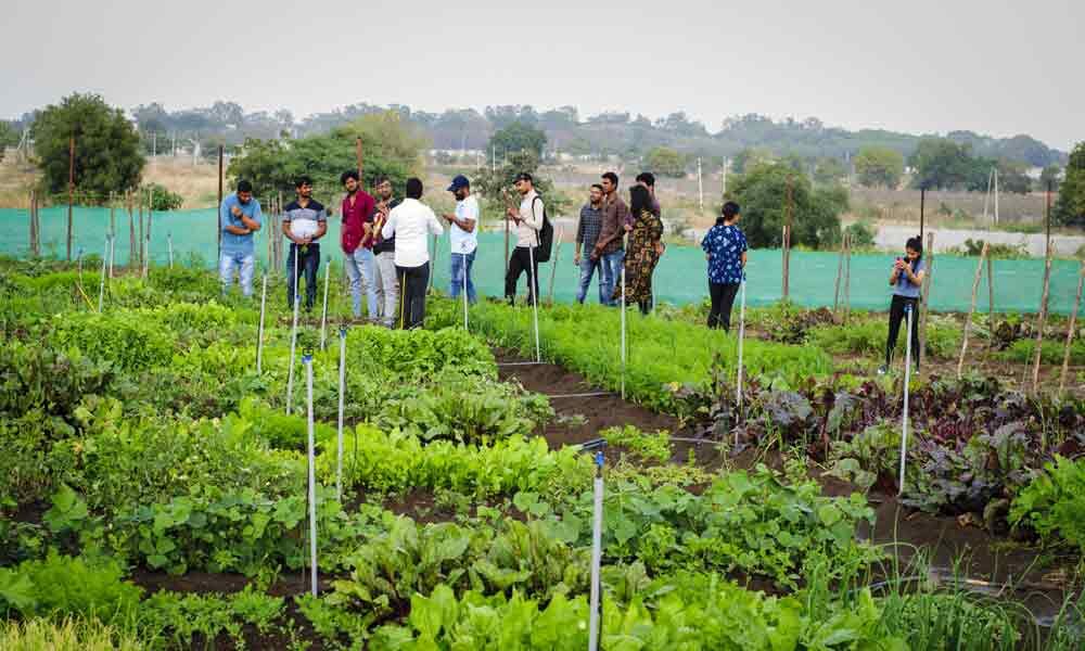 Lease land & grow your own veggies