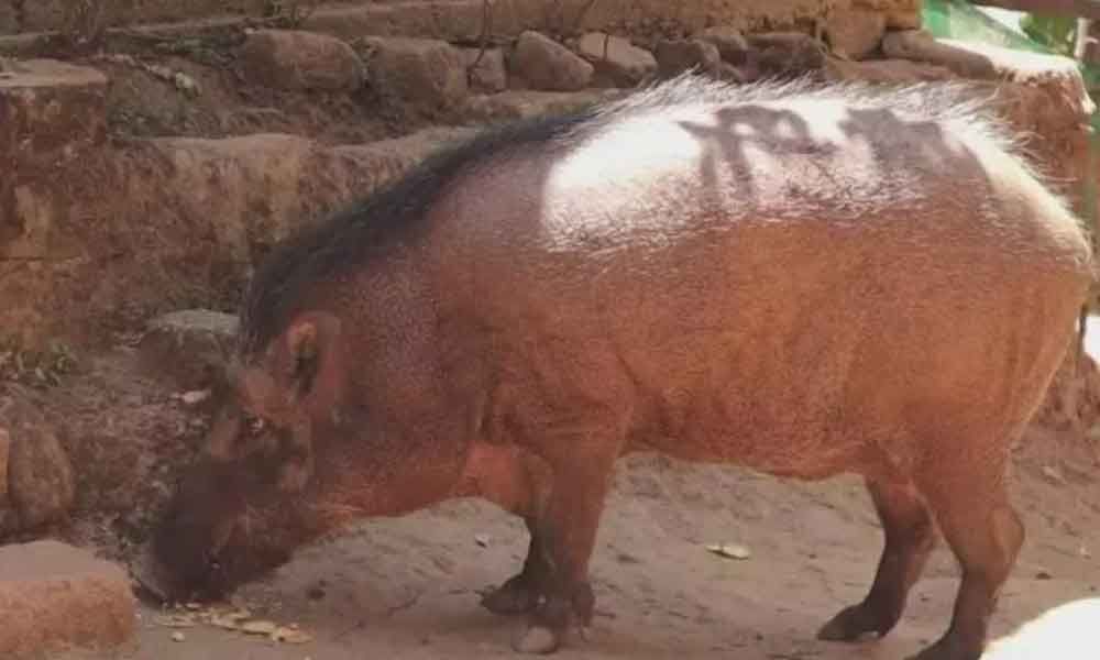 Three injured as wild boar attack in Shamshabad