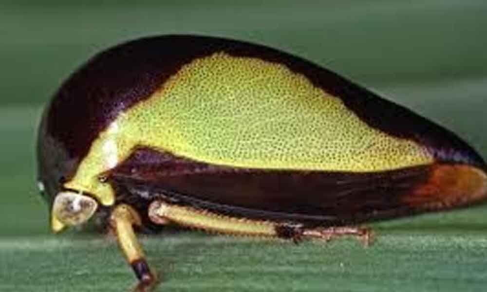 Newly discovered insect named after Lady Gaga