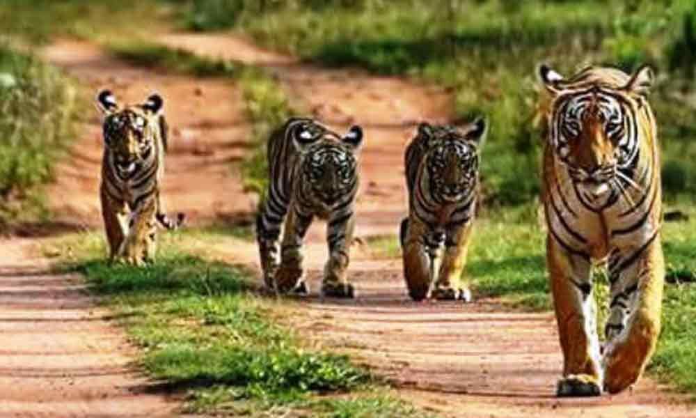 4 Tigers, 3 lions test positive