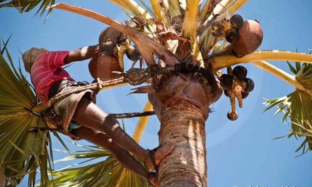 Amaravati: Government gives permission for toddy tapping