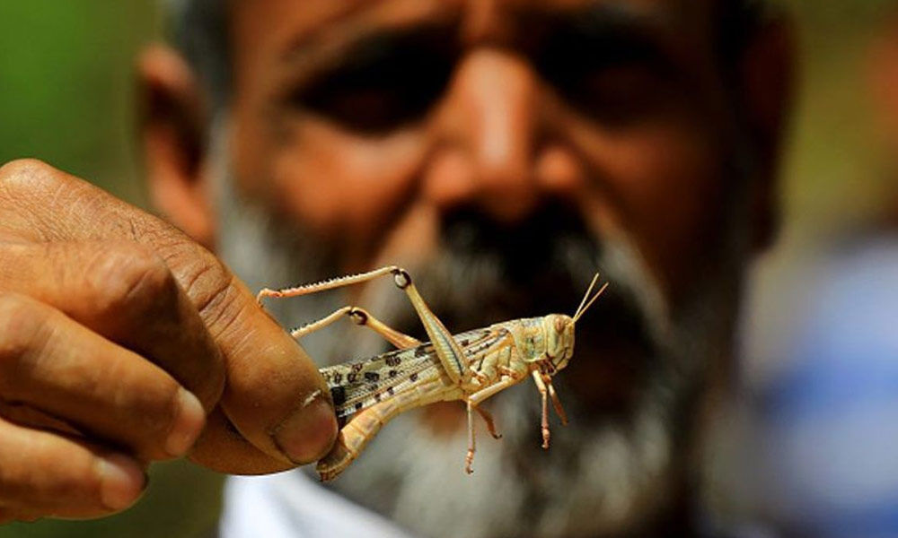 Locust attack poses serious risk to food security in India