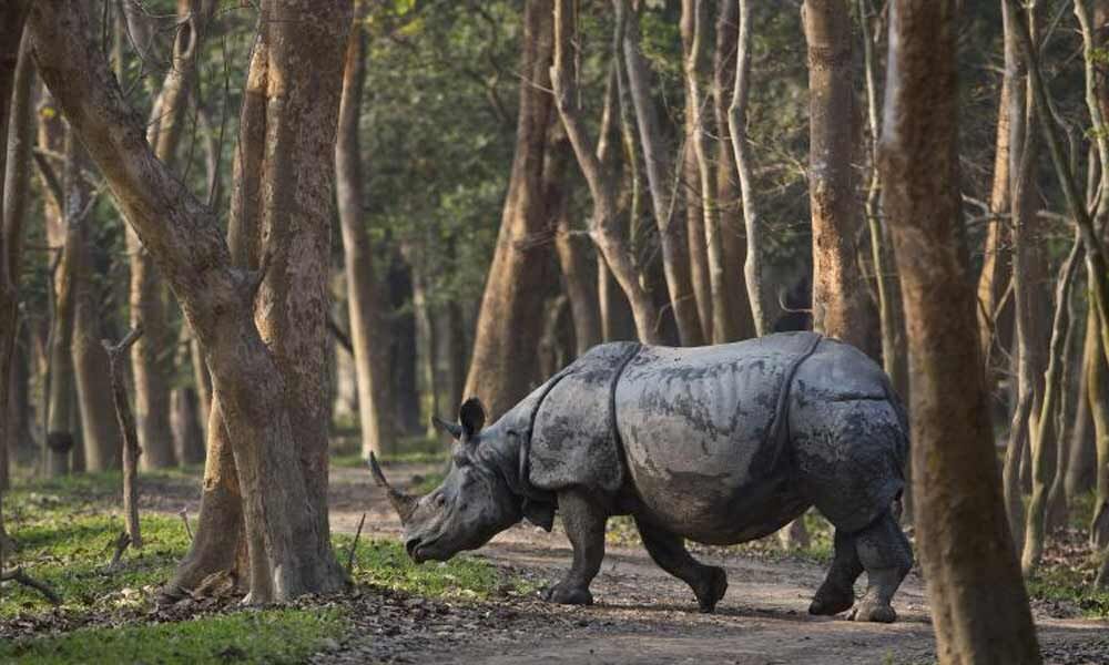 Wildlife poaching in India more than doubles during COVID-19 lockdown