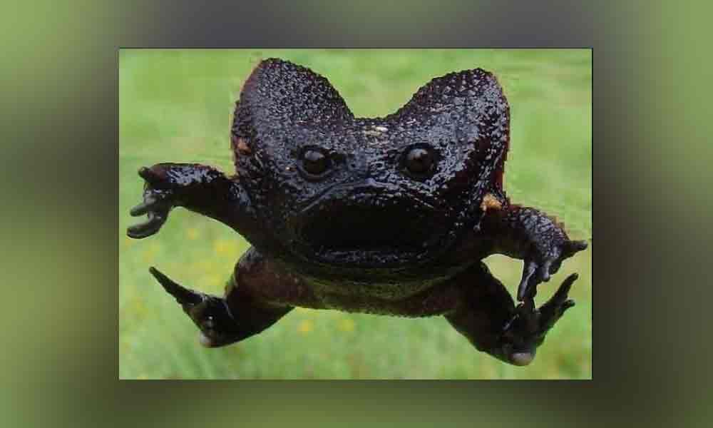 Here Are The Frogs Which Look Angry Avocados But In Real Are Most ...