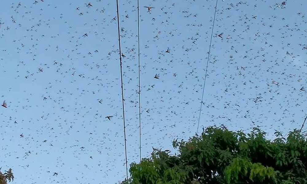 Pakistan locust situation worsens as swarms enter via Afghanistan