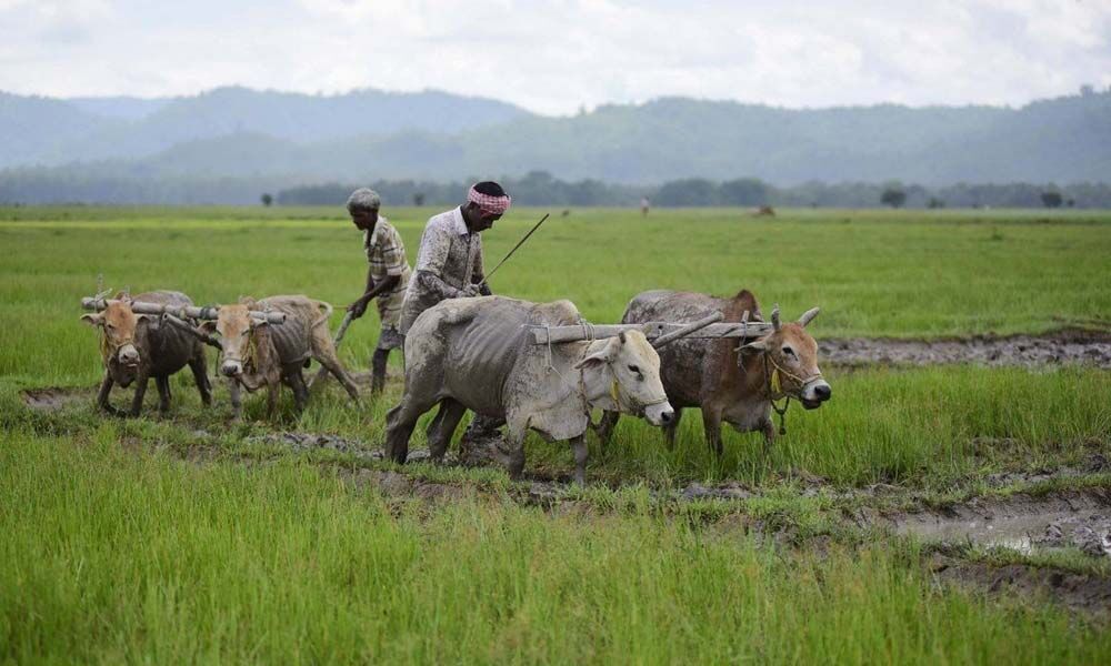 Telangana: Rythu Bandhu only for select ryots