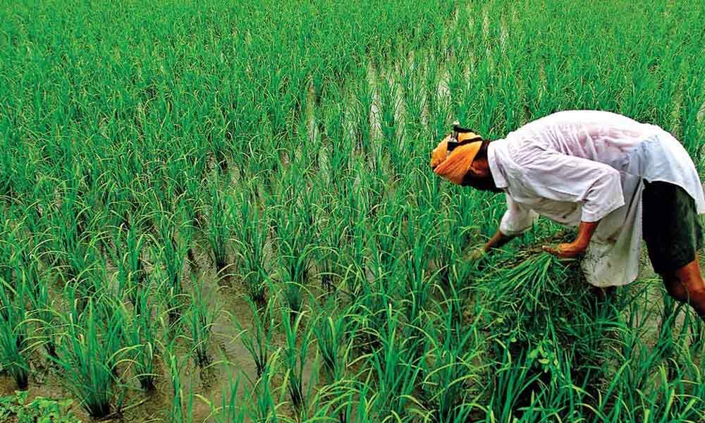 Kadapa: Farmers keep high hopes on kharif yields