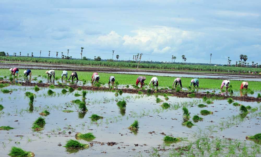 Paddy transplantation begins in 2.24L hectare in East Godavari