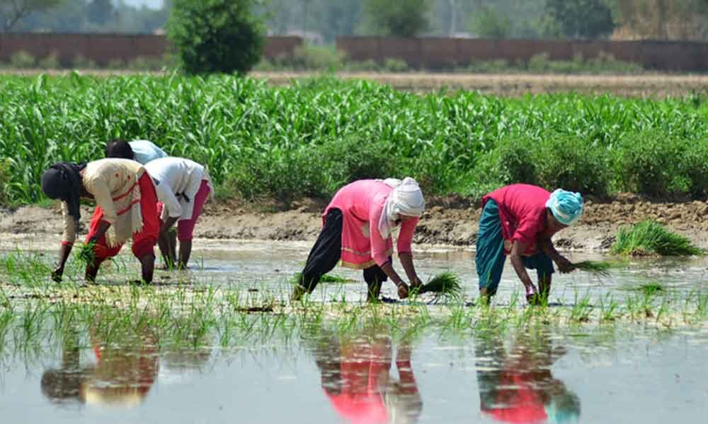 Warangal: Labour shortage hits paddy farmers