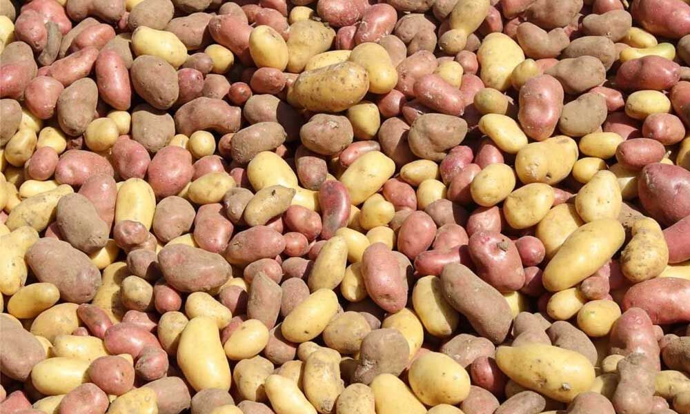 Potatoes growing at high altitude in Himachal Pradesh to get global ...