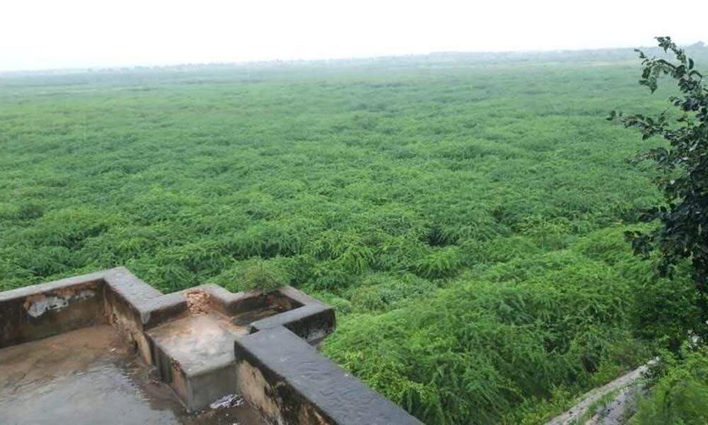 Ibrahimpatnam Lake loses purity