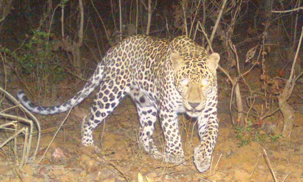 Tirupati: 2 hurt in leopard attack