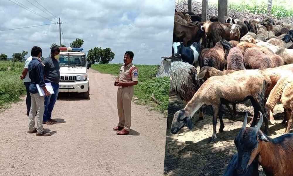 Ranga Reddy: Rising mutton prices lead to sheep robbery