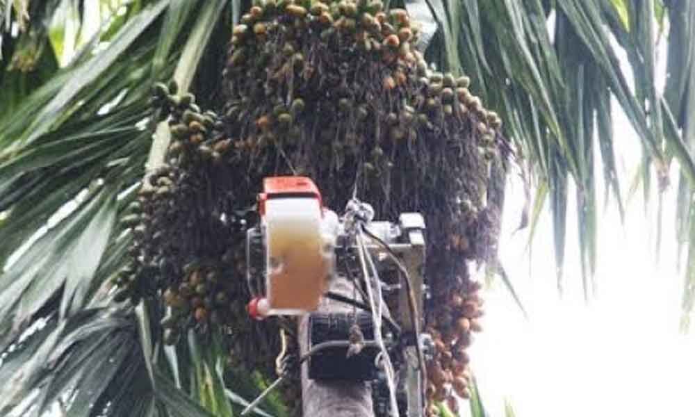 Bengaluru: IISC drones to spray fungicide on arecanut trees