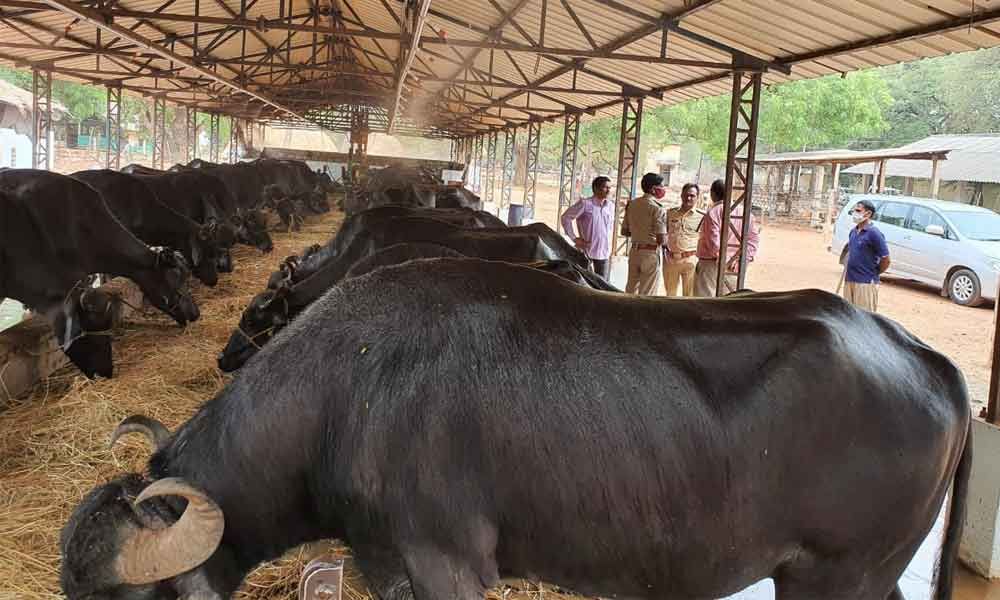 These jail cows listen to music, take shower, give lot of milk!