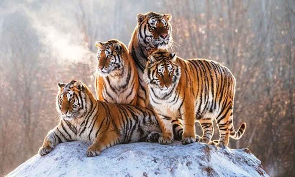 Wildlife population declined by 68 per cent since 1970: WWF