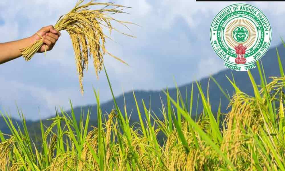 Andhra Pradesh govt. to announce MSP to farmers for all crops on October 1