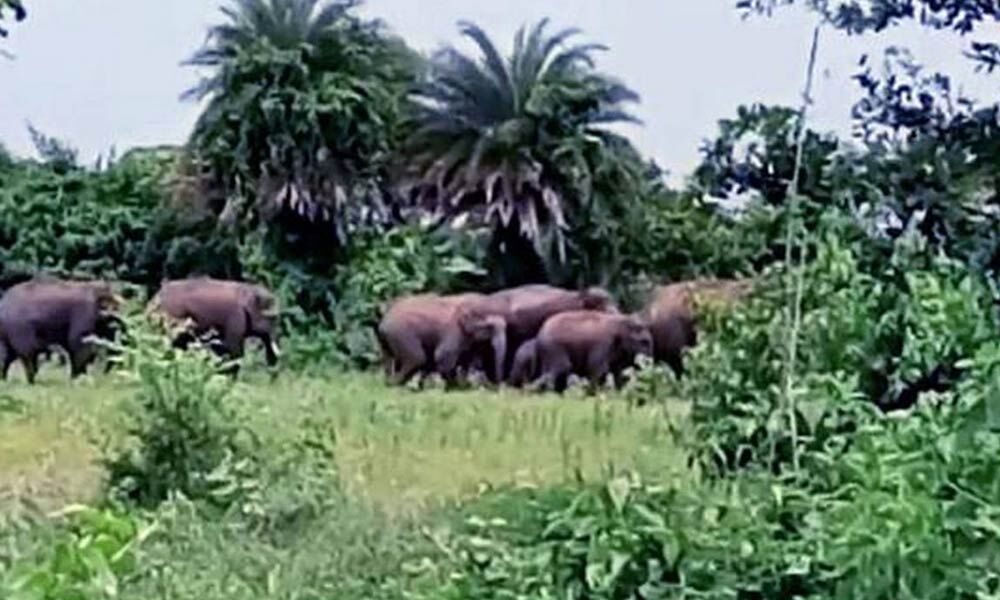 Make coordinated efforts to check elephant menace at Vizianagaram: Official