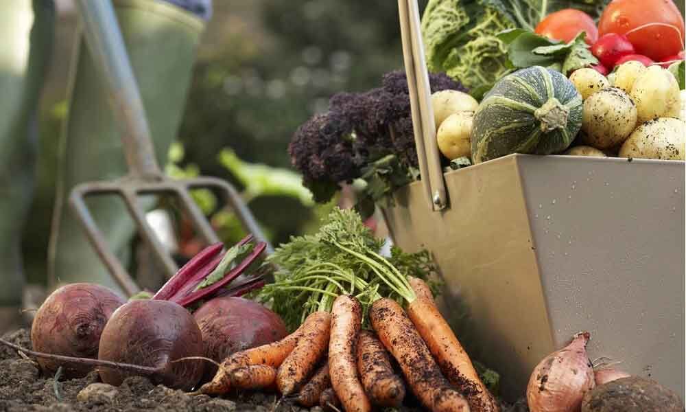 Healthy soil required to cultivate wholesome food