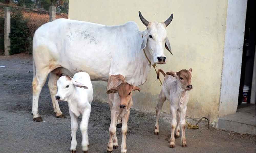 National Animal Of Nepal Before Cow - All About Cow Photos