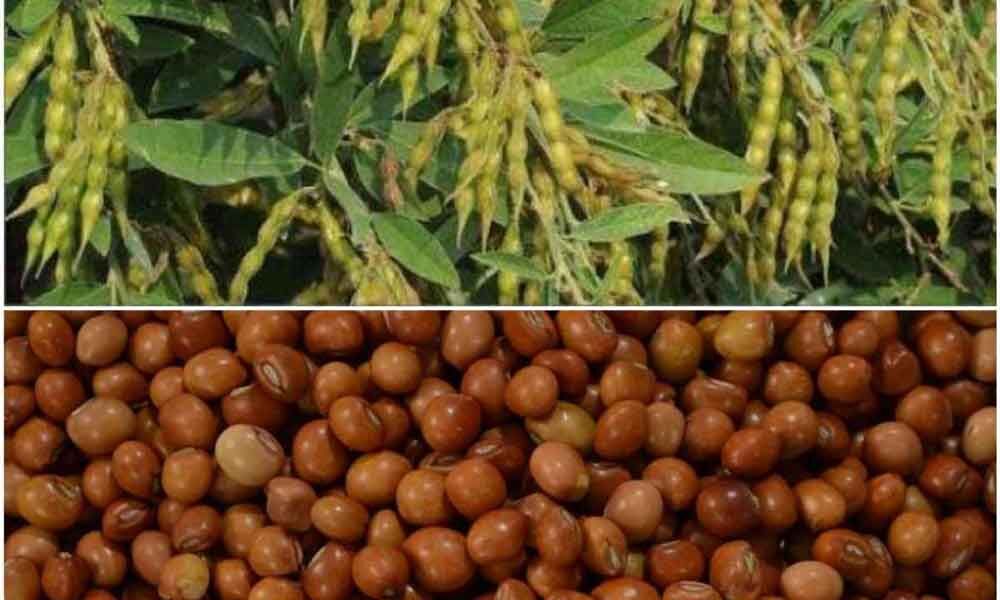 Adilabad: Government remains mum as red gram farmers fall prey to ...