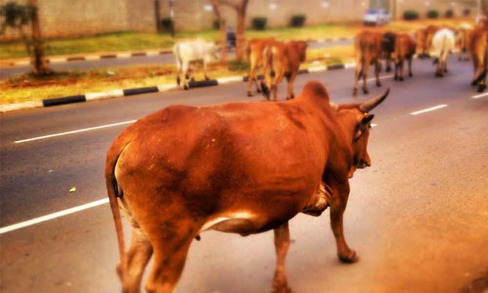 Hyderabad: 1 killed, many hurt in attack by cow