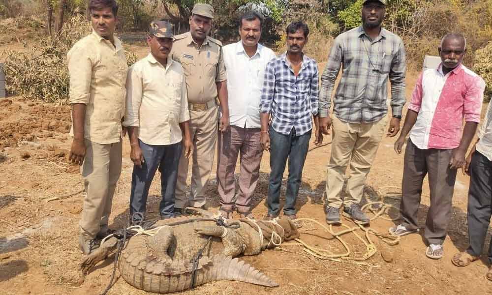Vikarabad: Crocodile strays into village