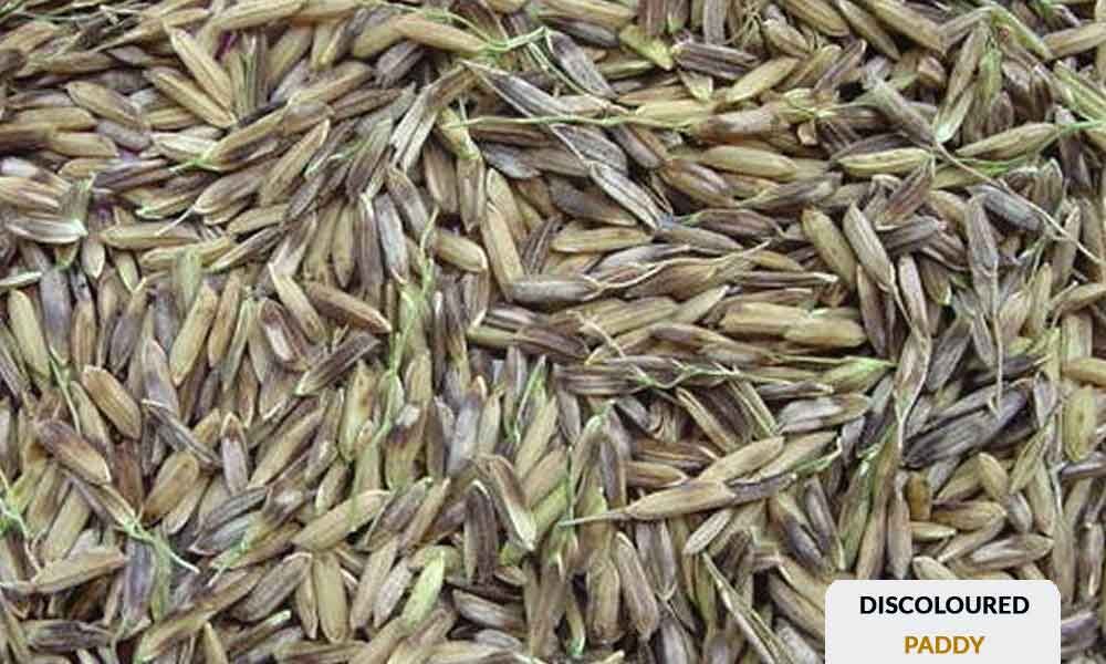 Telangana: State to procure discoloured paddy