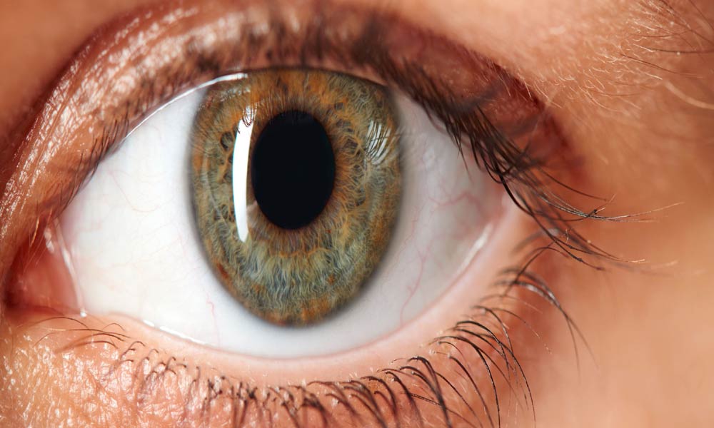 Interesting Facts of Eyes – A Window to the World
